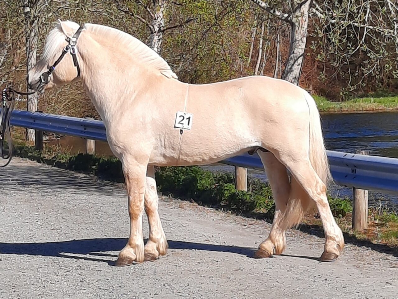 Sjangsis Elvin | Fjordhestportalen